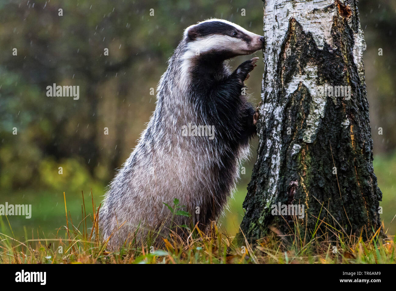 Alte Welt der Dachs, der Eurasischen Dachs (Meles meles), Sniffing an ...