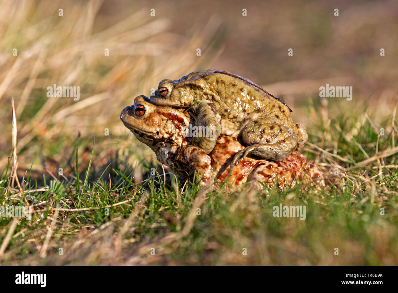 Amplexus axillaris -Fotos und -Bildmaterial in hoher Auflösung – Alamy