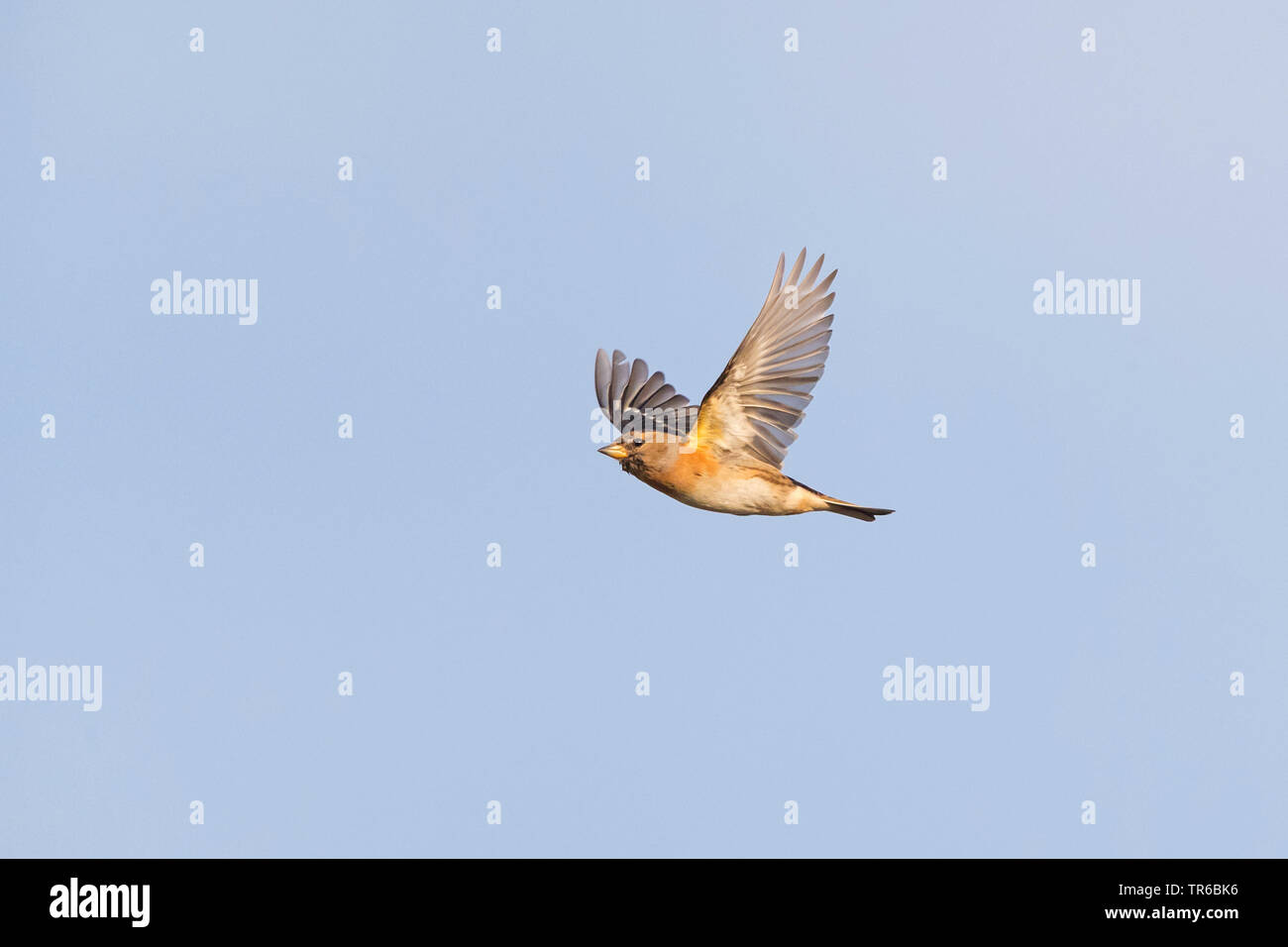 Bergfink fliegen -Fotos und -Bildmaterial in hoher Auflösung – Alamy