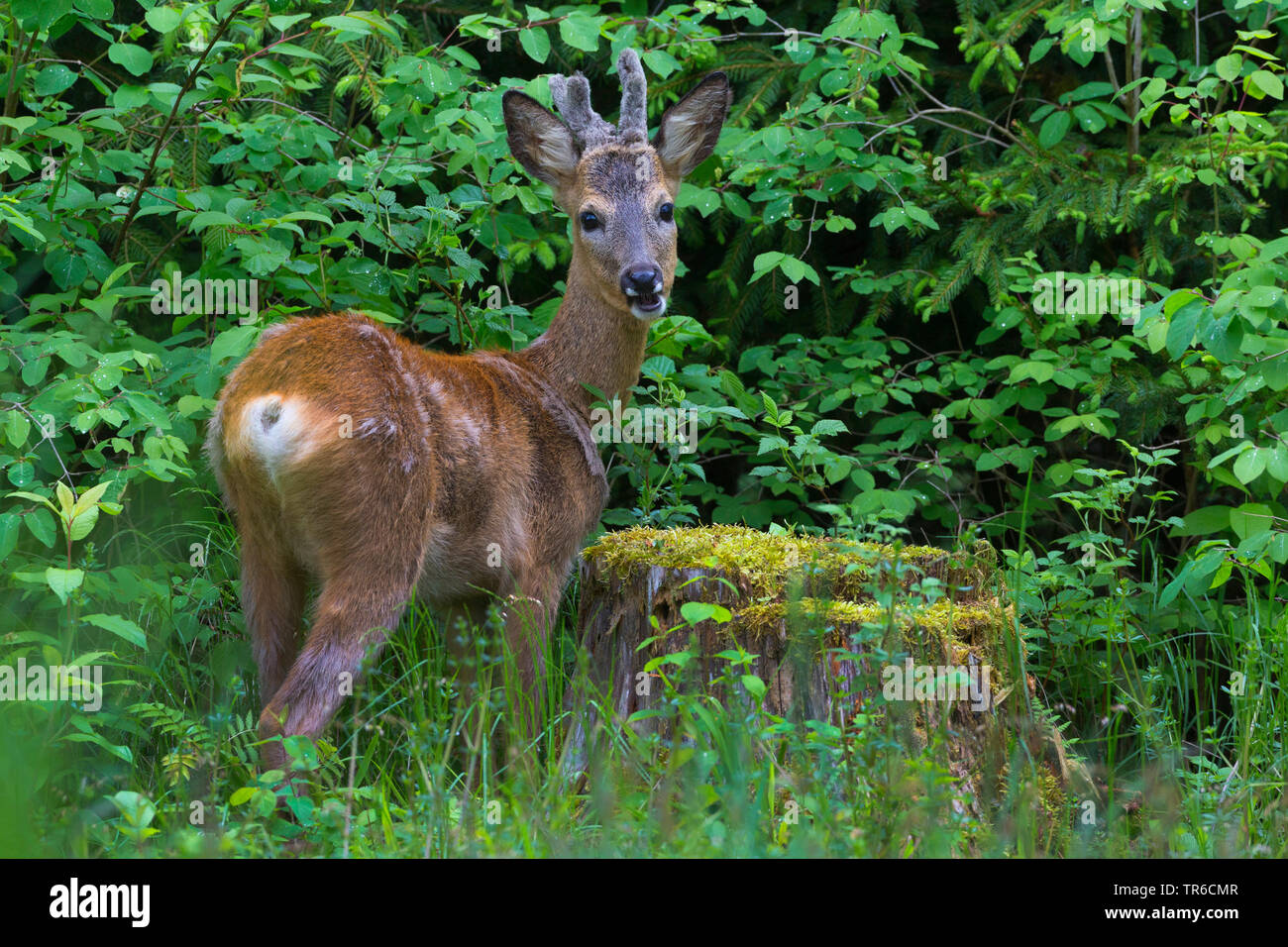 Reh (Capreolus capreolus), jungen Rehbock essen in der Strauch ...
