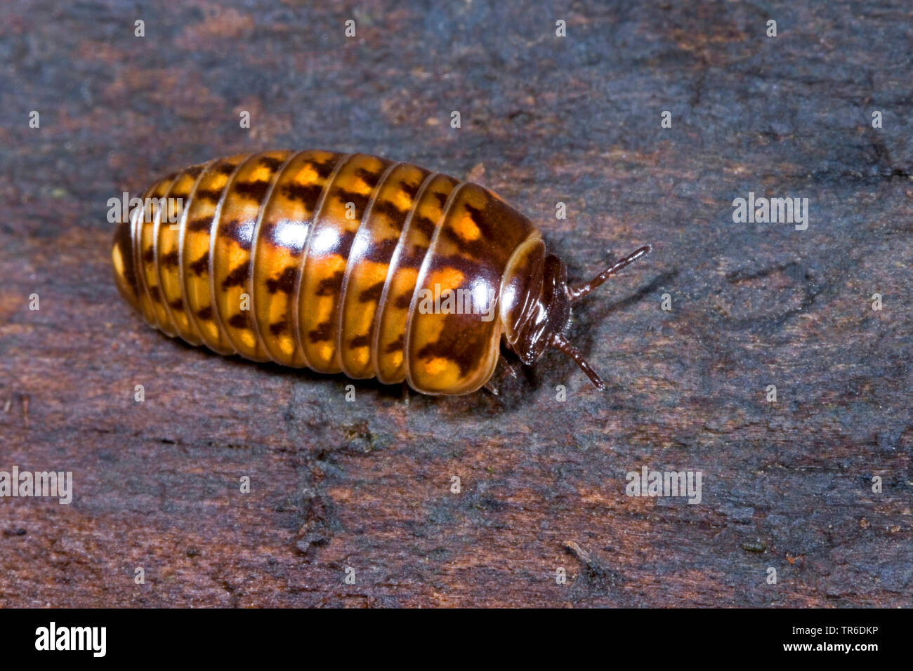 Thousand leggers -Fotos und -Bildmaterial in hoher Auflösung – Alamy