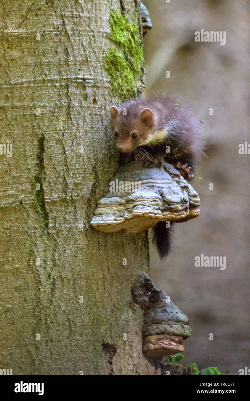 Steinmarder, Steinmarder, Weiße Breasted Marder (Martes foina), junge ...
