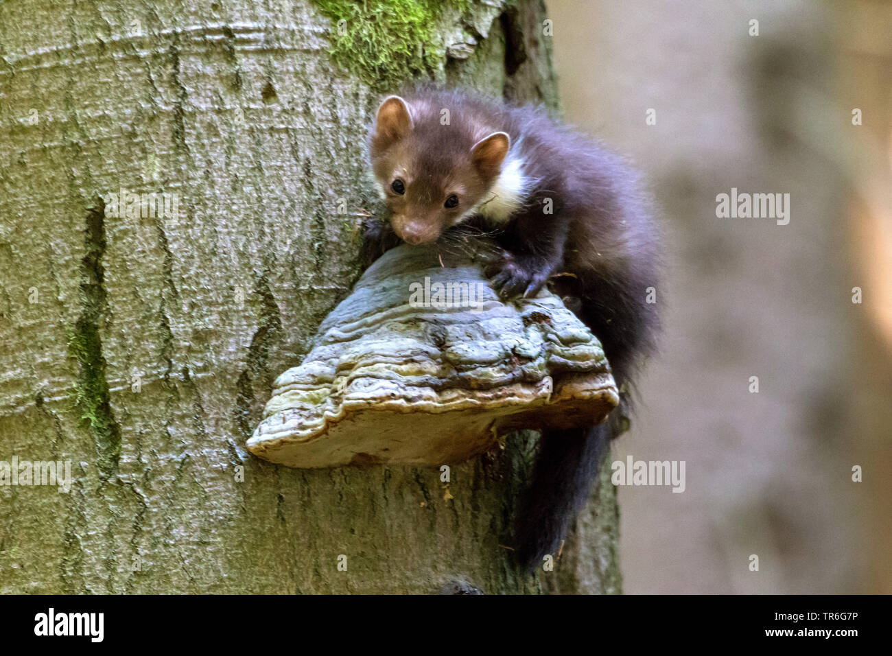 Steinmarder, Steinmarder, Weiße Breasted Marder (Martes foina), junge ...