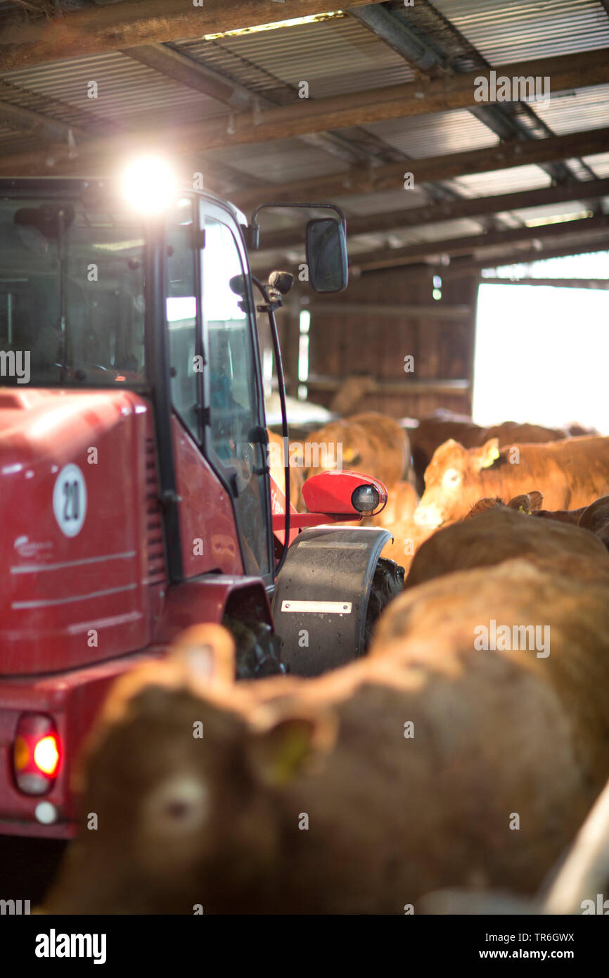 Inländische Rinder (Bos primigenius f. Taurus), Traktor und Kühe im ...