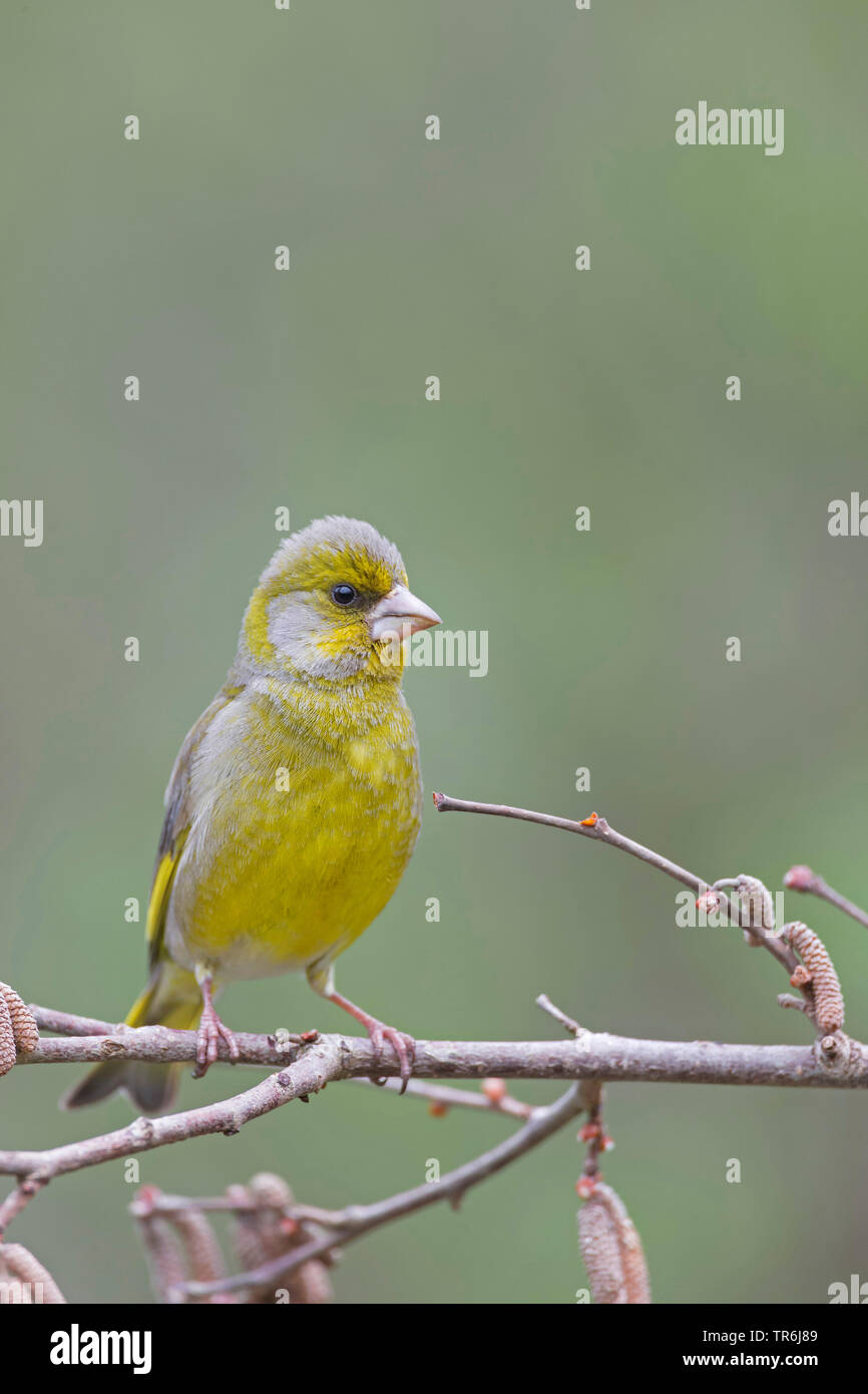 Grünfink winter deutschland -Fotos und -Bildmaterial in hoher Auflösung ...