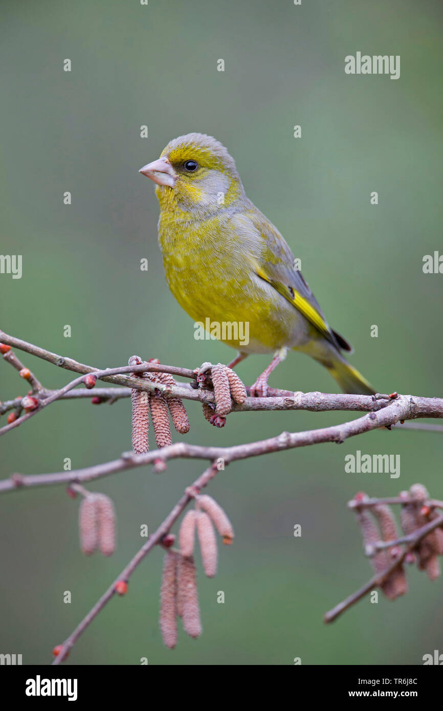Grünfink winter deutschland -Fotos und -Bildmaterial in hoher Auflösung ...