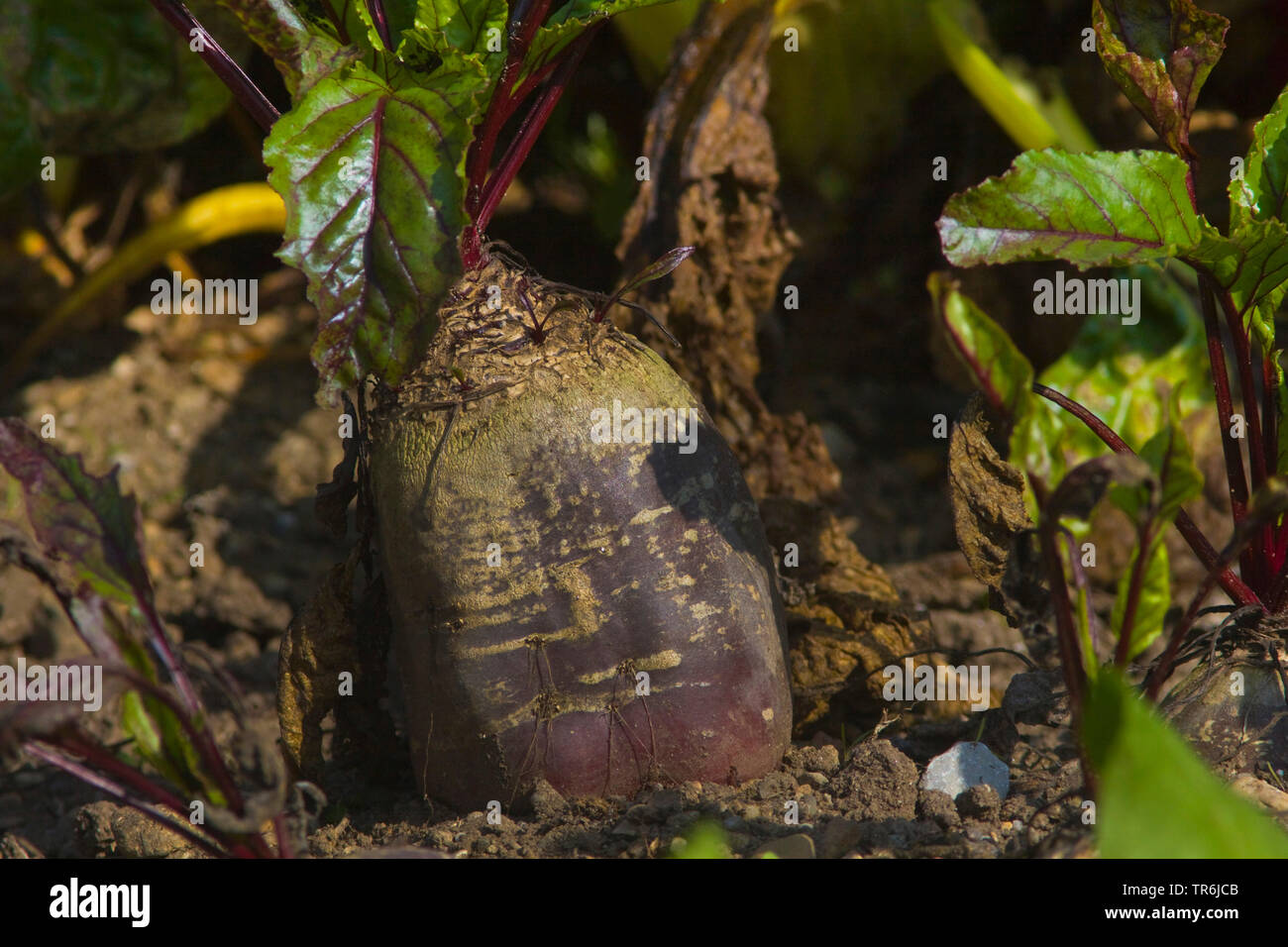 Rote Rüben (Beta vulgaris var. conditiva), rote Rüben, Deutschland ...