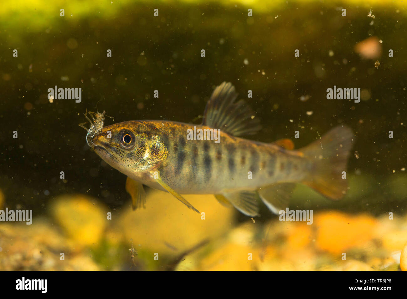 Bachforelle, Bachforelle, Bachforelle (Salmo trutta Fario), Fütterung ...