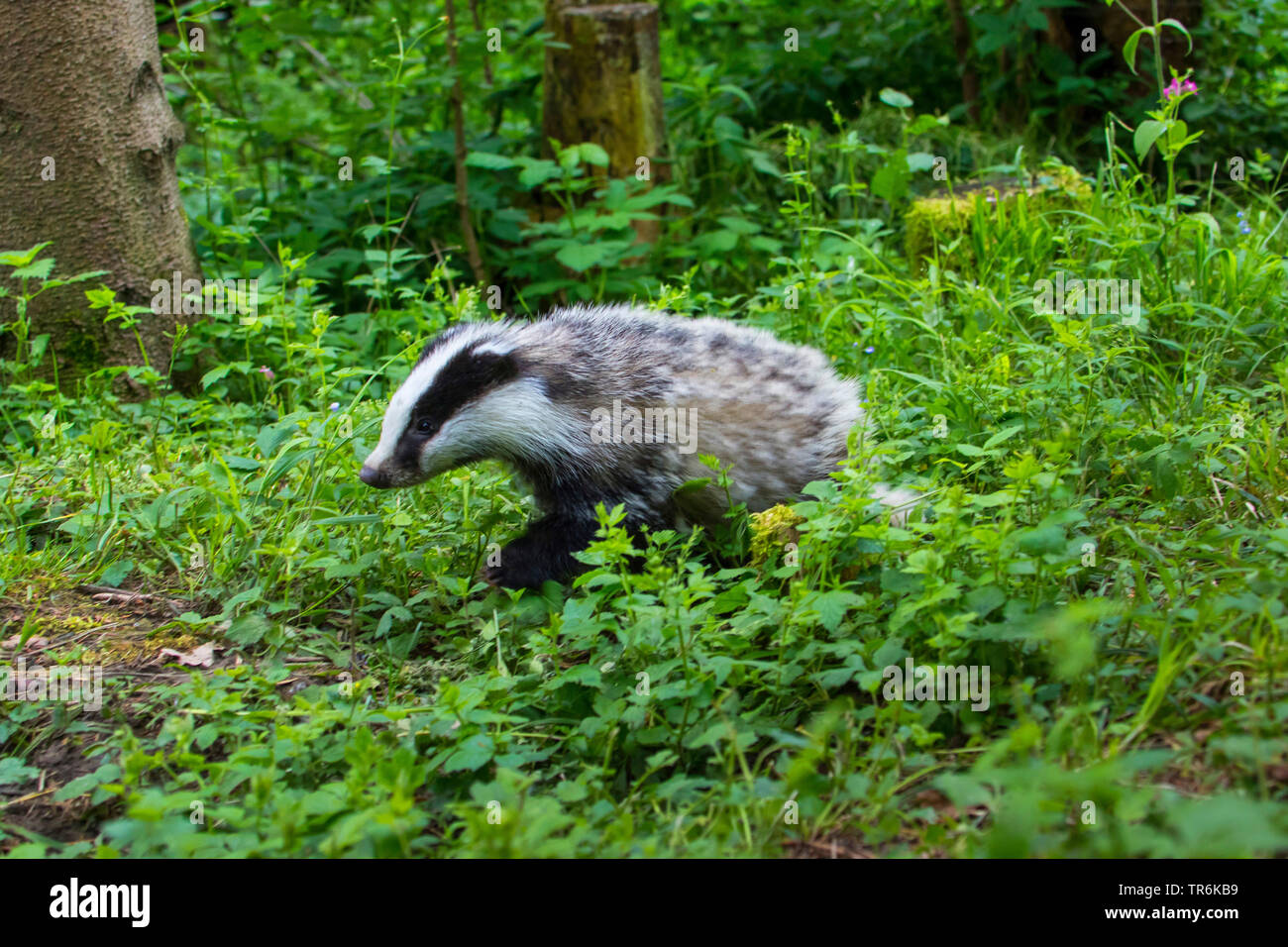 Alte Welt der Dachs, der Eurasischen Dachs (Meles meles), Jugendliche ...