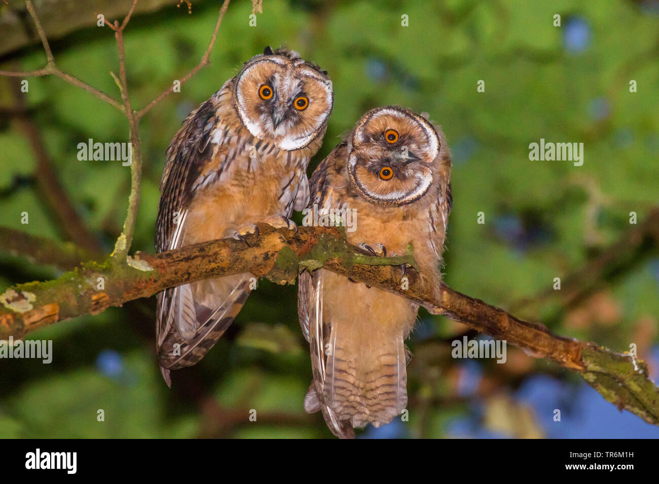 Stare in parallelo -Fotos und -Bildmaterial in hoher Auflösung – Alamy