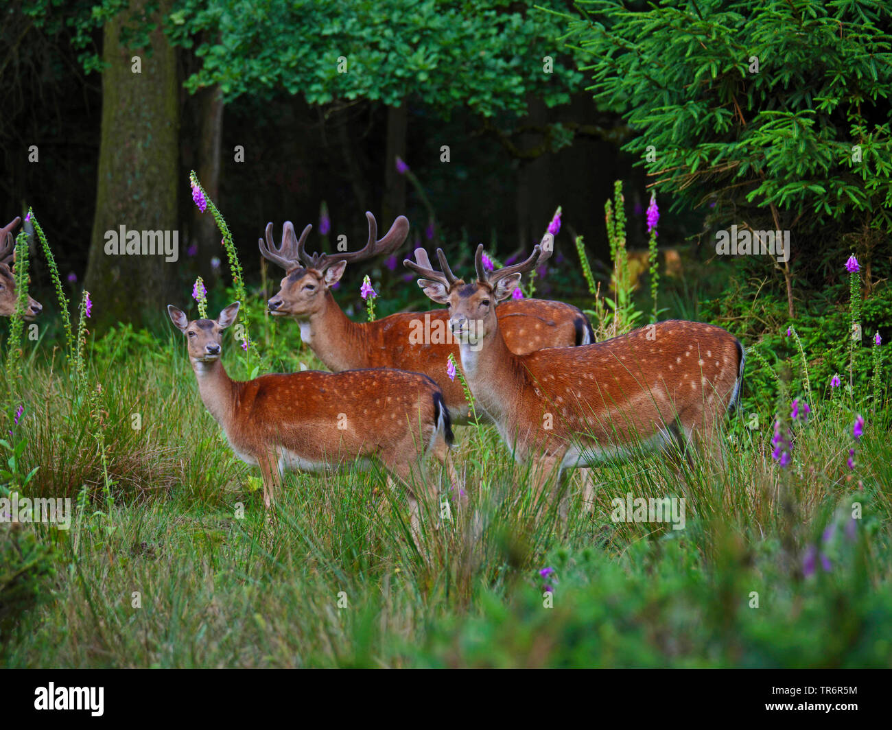 Damwild (Dama Dama, Cervus dama), Brache Dollars mit Hind in einem Wald ...