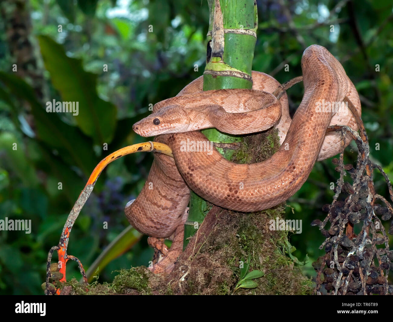 Amazonas baum boa corallus enydris -Fotos und -Bildmaterial in hoher ...