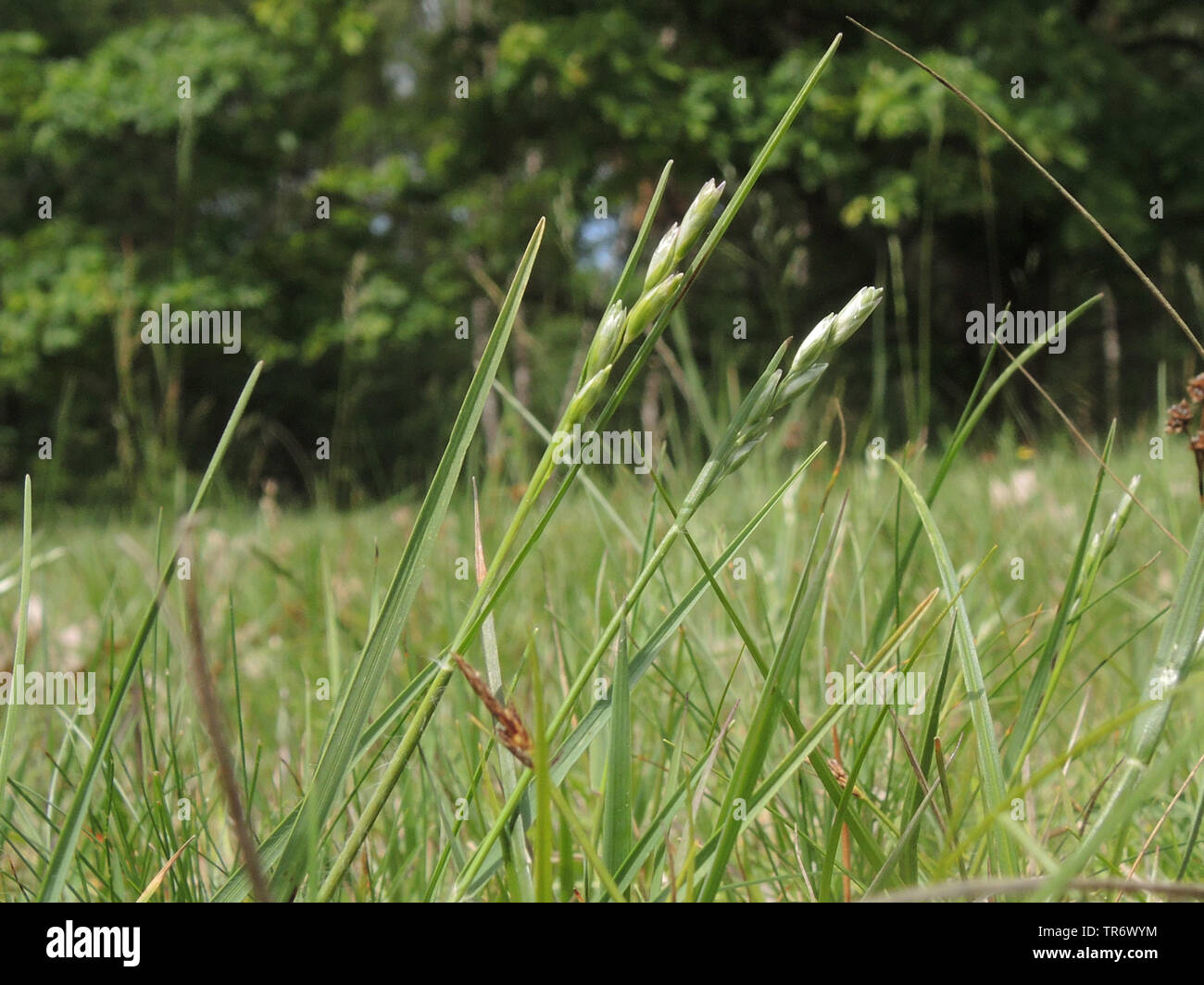 Wiesen lebensraum gras wiese wilde natur -Fotos und -Bildmaterial in ...