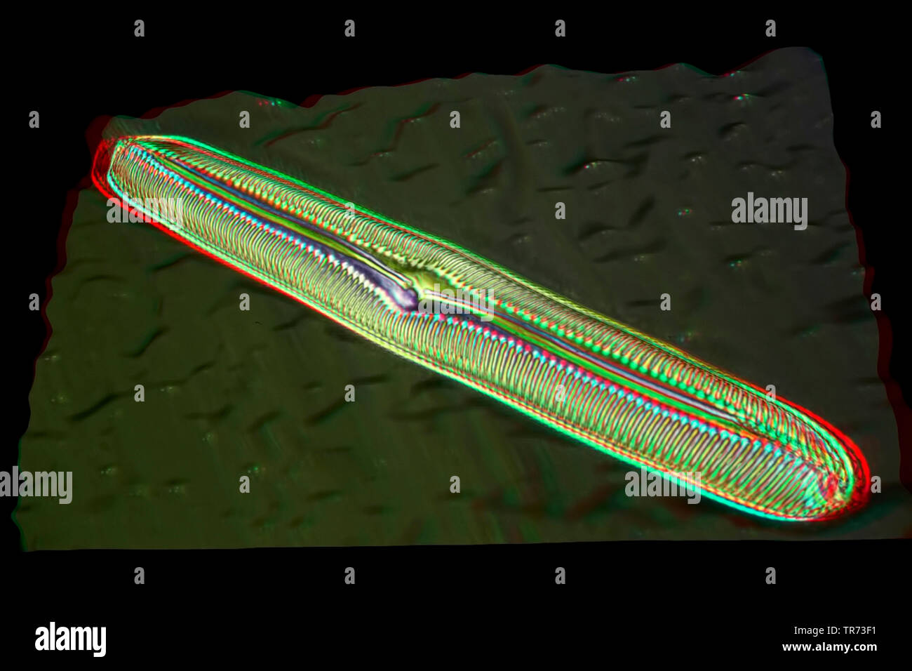 Bacillariophyceae diatomee -Fotos und -Bildmaterial in hoher Auflösung ...