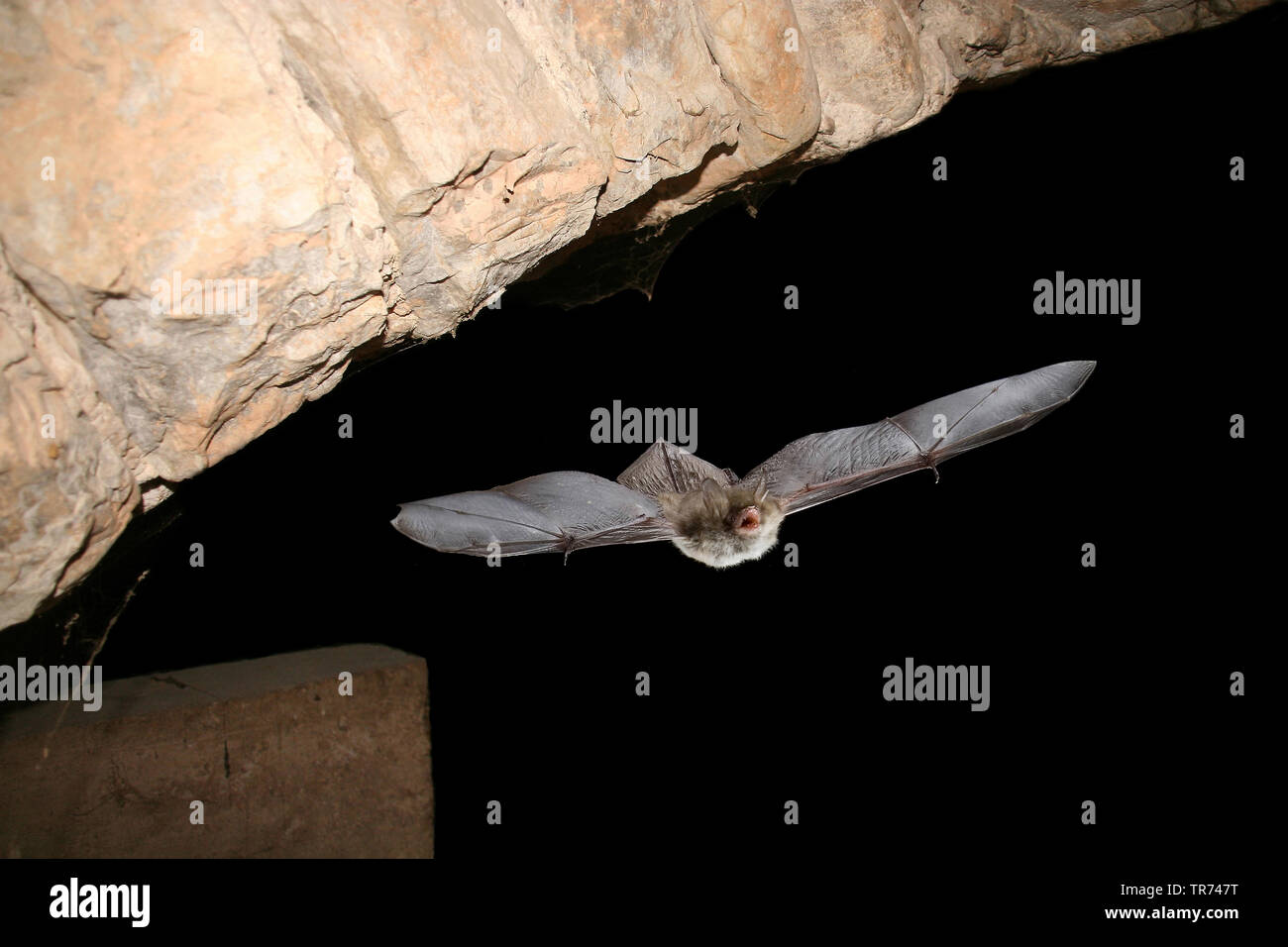 Natterer von bat (Myotis nattereri), so dass die Höhle für die Jagd ...