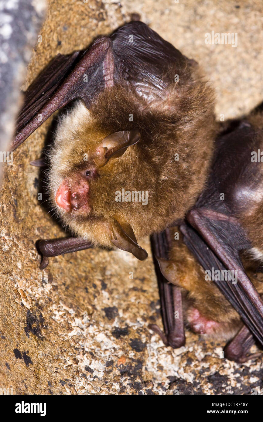 Natterer von bat (Myotis nattereri), in eine Fledermaus, Niederlande ...