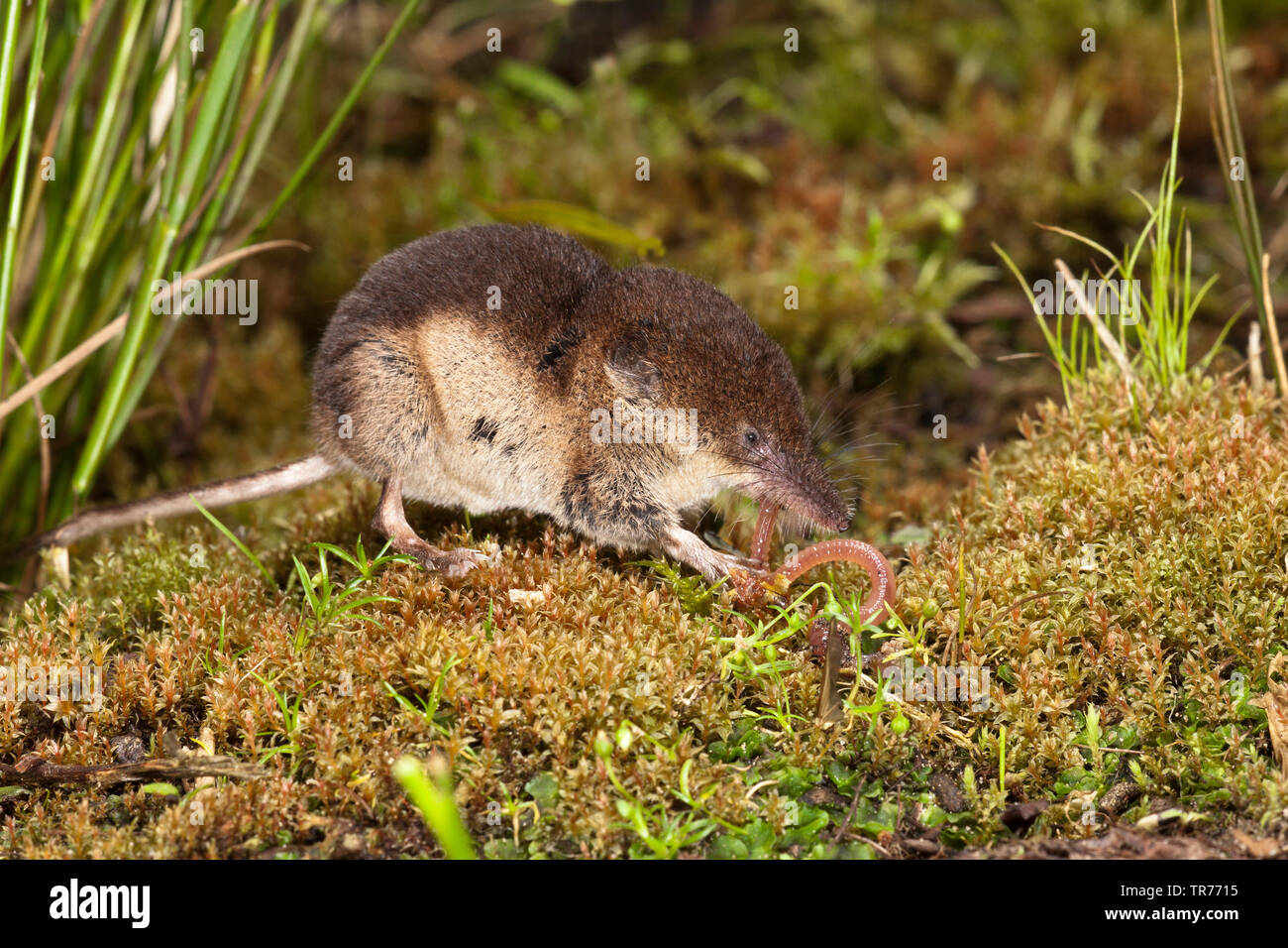 Gewöhnliche spitzmaus ist ein säugetier -Fotos und -Bildmaterial in ...
