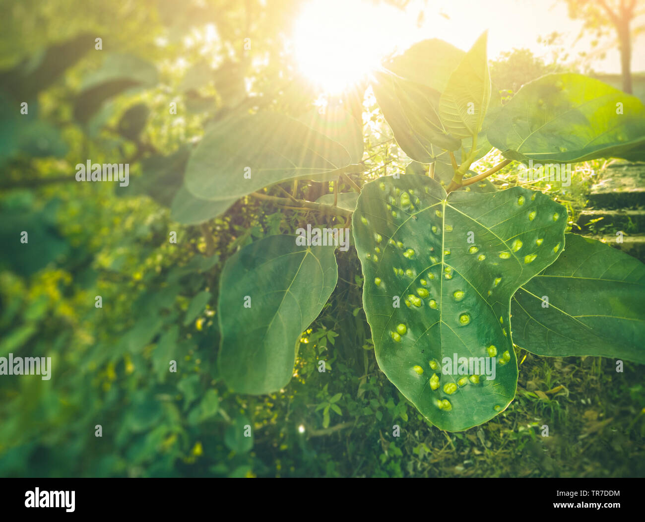 Outdoor close-up einer gemeinsamen Pilzerkrankung (Blatt Galle) von ...