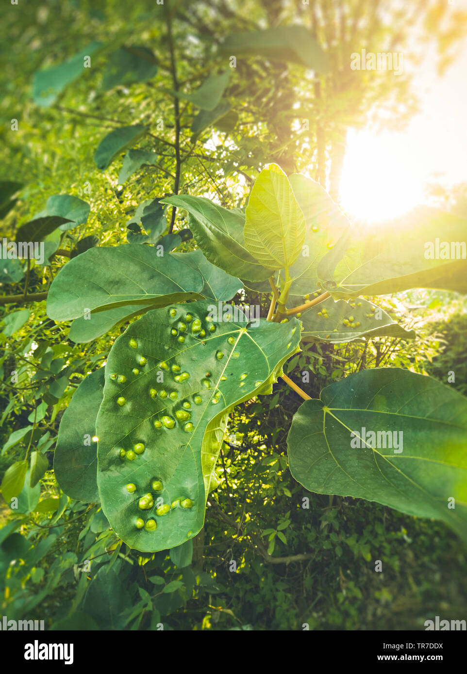 Outdoor close-up einer gemeinsamen Pilzerkrankung (Blatt Galle) von ...