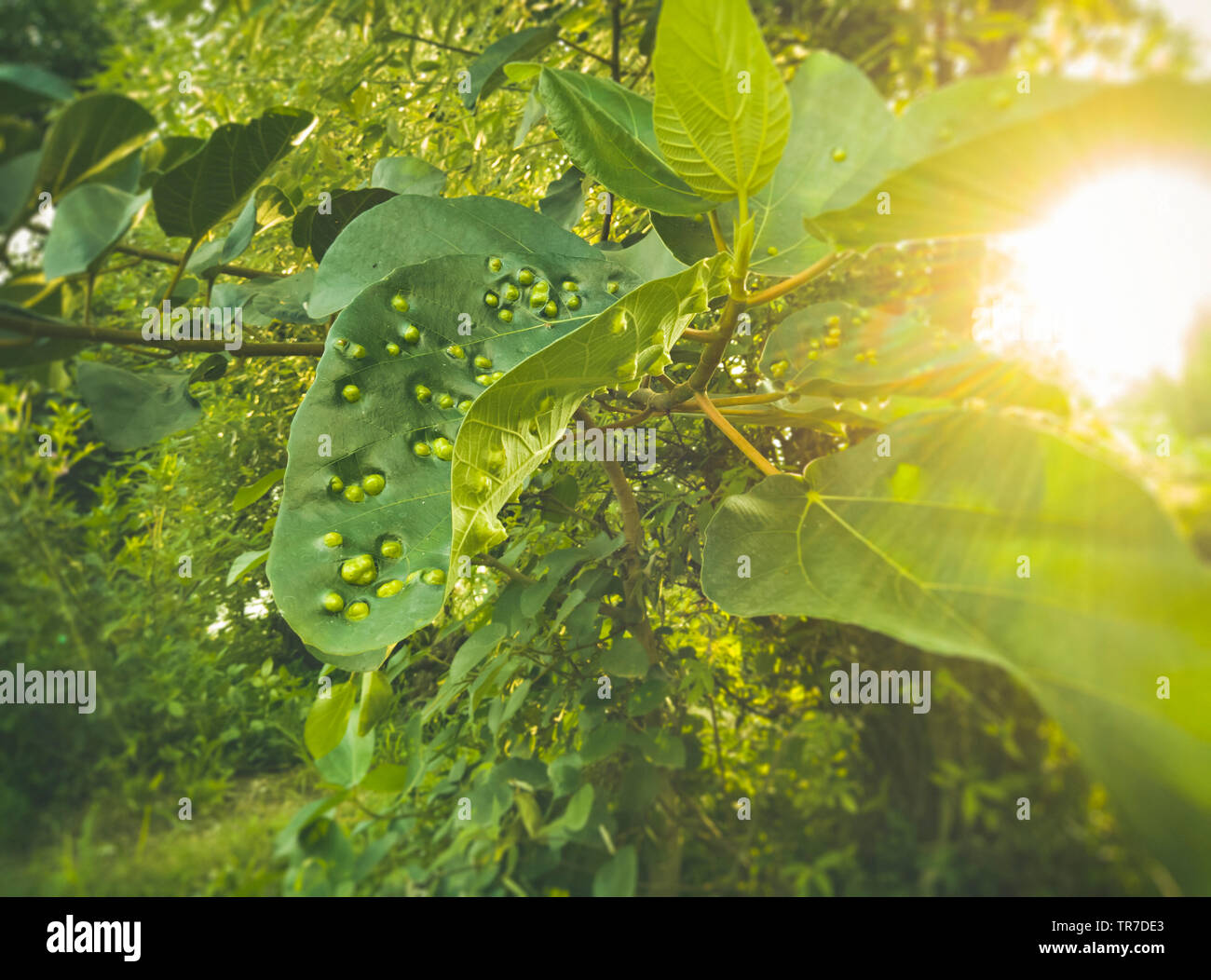 Outdoor close-up einer gemeinsamen Pilzerkrankung (Blatt Galle) von ...