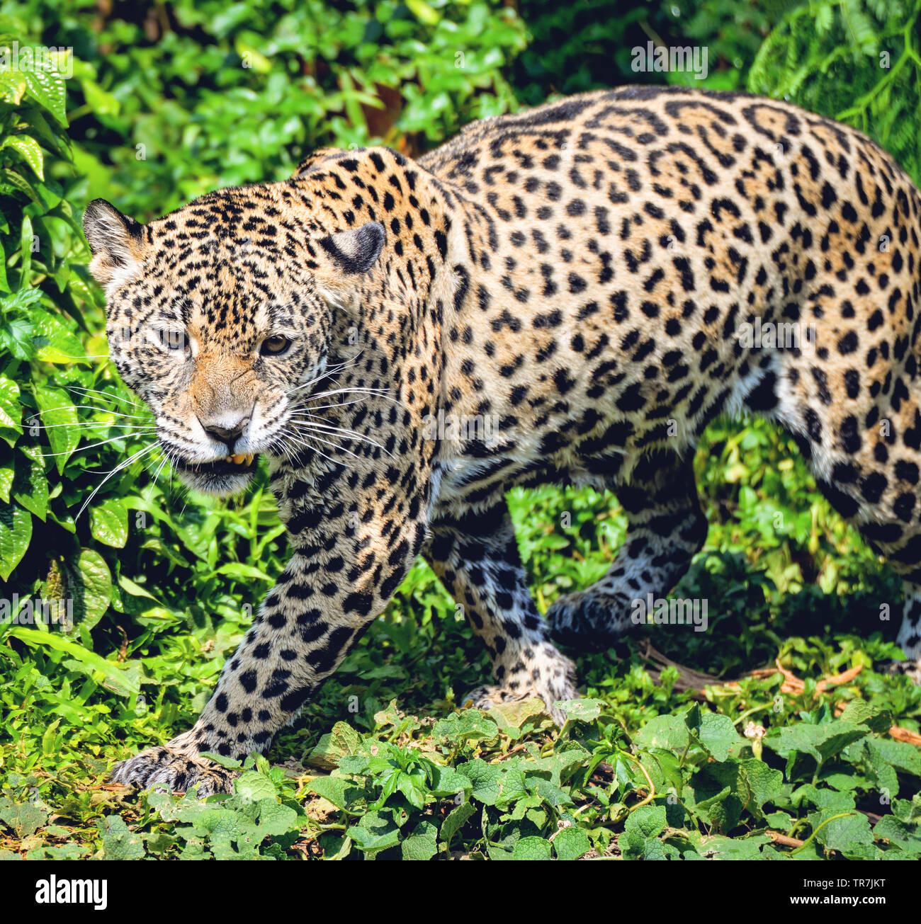 Brüllen tiger Leopard jaguar Tier Tierwelt Jagd / schöne Jaguar im ...