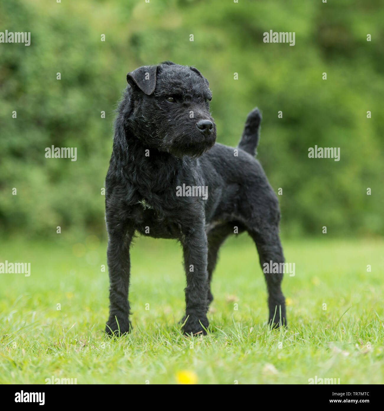 Terrier patterdale -Fotos und -Bildmaterial in hoher Auflösung – Alamy