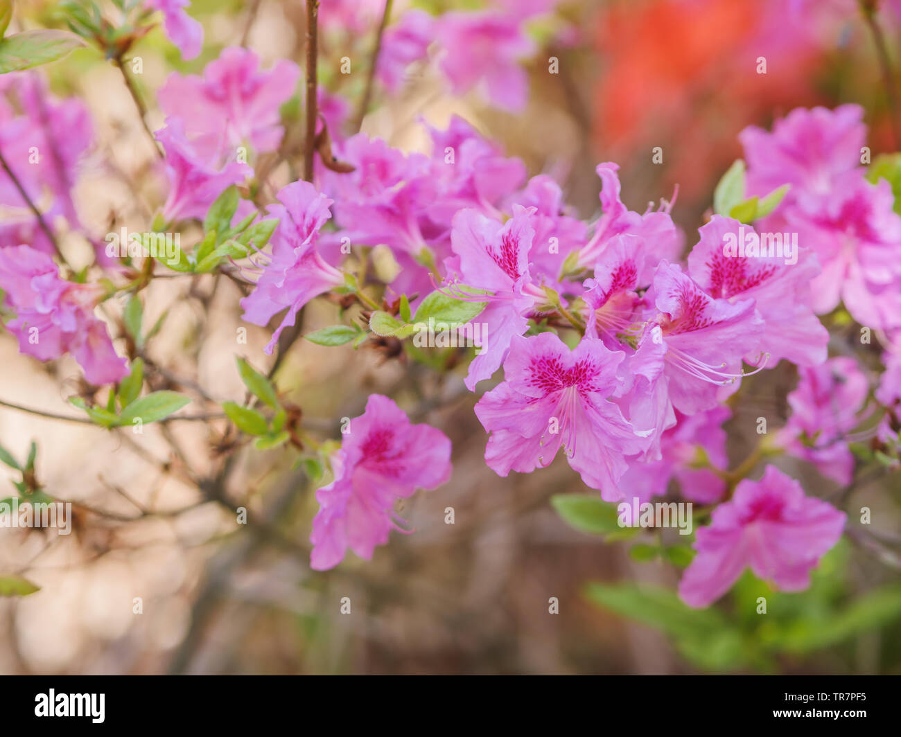 Azalea rhododendron obtusum -Fotos und -Bildmaterial in hoher Auflösung ...