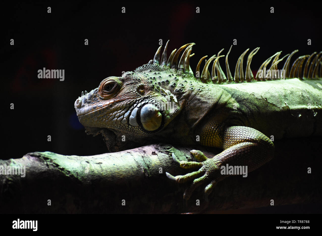 Liegender drache -Fotos und -Bildmaterial in hoher Auflösung – Alamy