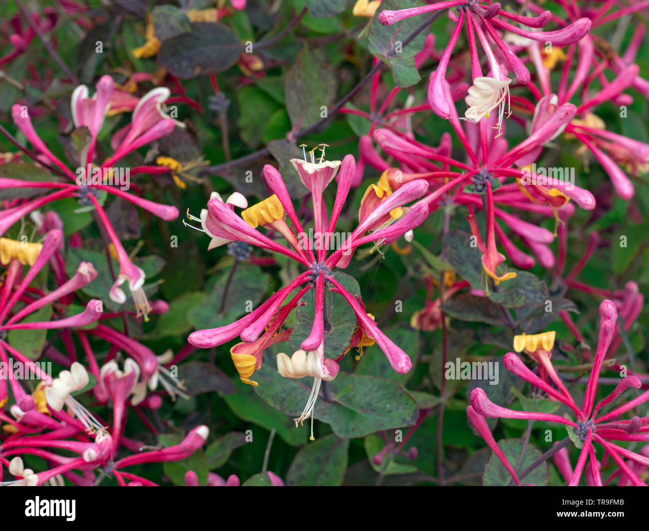 Niederl ndische Gei blatt Lonicera Periclymenum Stockfotografie Alamy niederl-ndische-gei-blatt-lonicera-periclymenum-stockfotografie-alamy