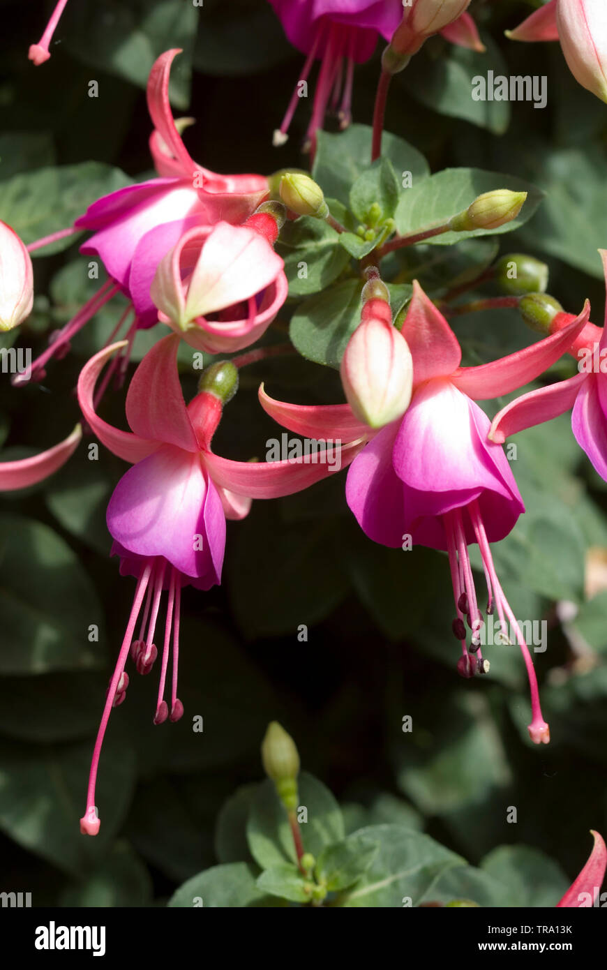 Fuchsien blüte -Fotos und -Bildmaterial in hoher Auflösung – Alamy