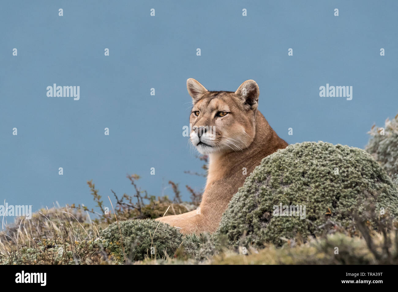 Puma Eating Stockfotos und -bilder Kaufen - Alamy