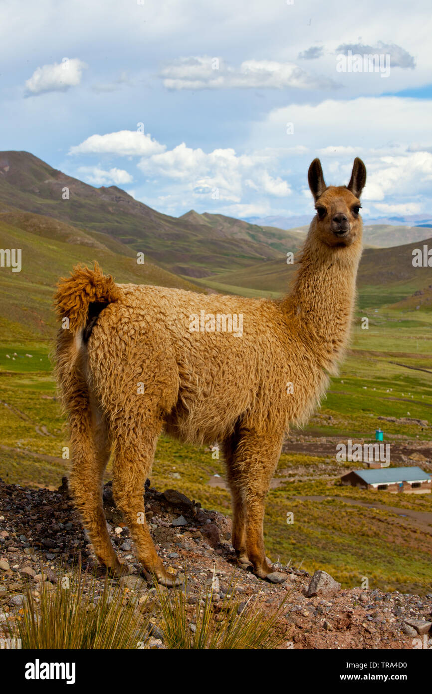 Lama peru -Fotos und -Bildmaterial in hoher Auflösung – Alamy
