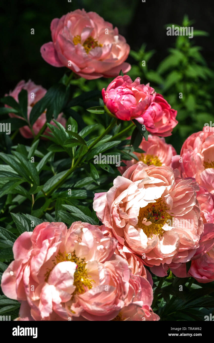 Korallen pfingstrose -Fotos und -Bildmaterial in hoher Auflösung – Alamy