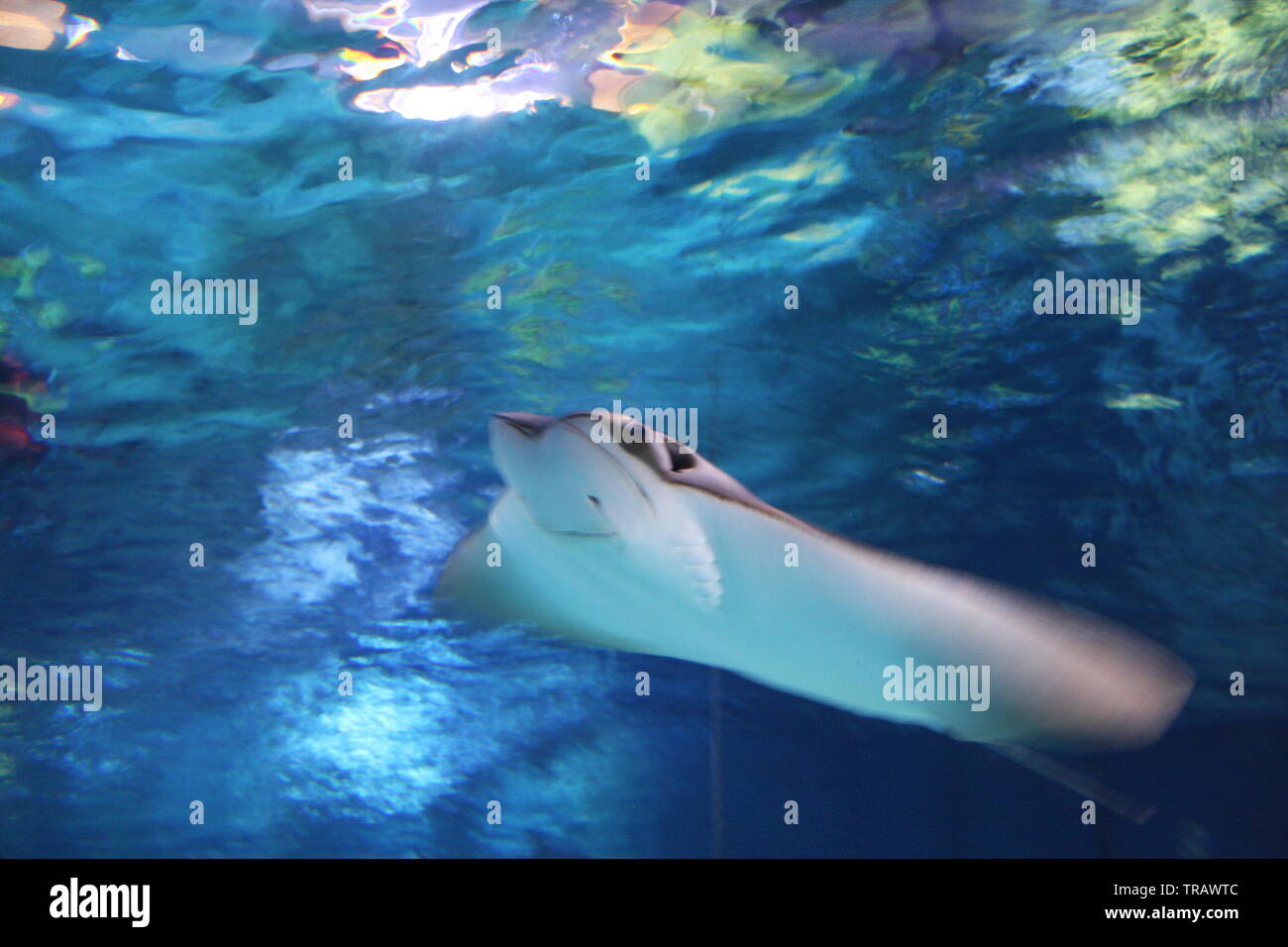 Lego waterworld mit Variuos Lego Feigen, Fahrzeugen und Tieren im ...