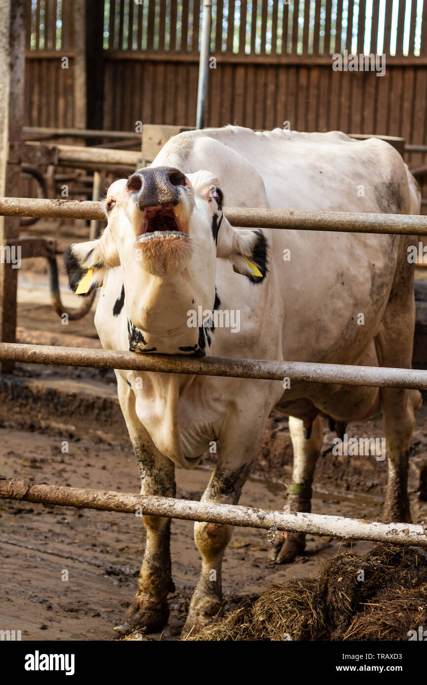 Holstein cow head -Fotos und -Bildmaterial in hoher Auflösung – Alamy