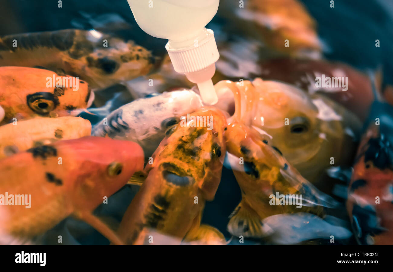 Adobe foto lager -Fotos und -Bildmaterial in hoher Auflösung – Alamy