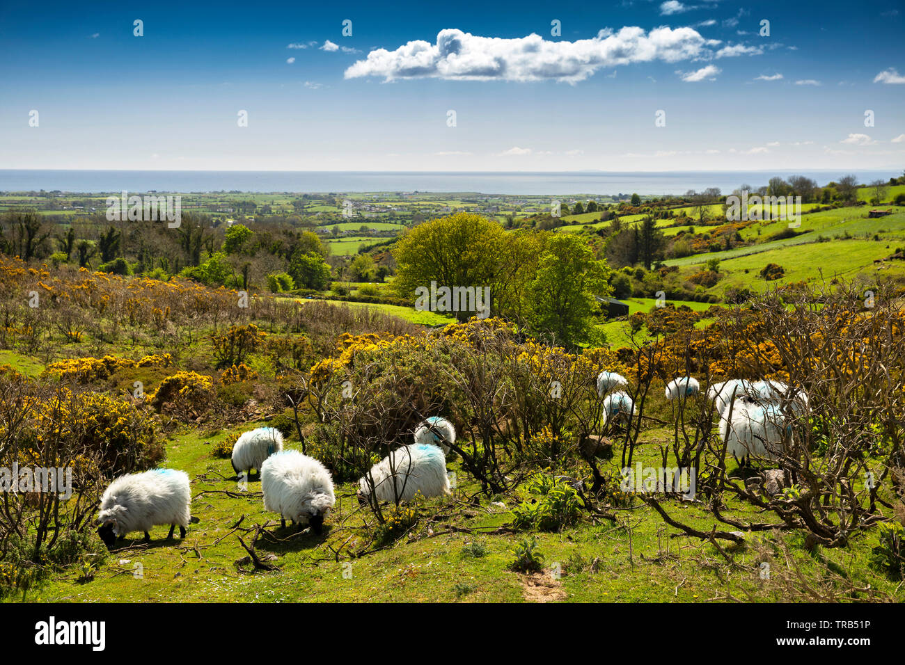 Rau weidende schafe -Fotos und -Bildmaterial in hoher Auflösung – Alamy
