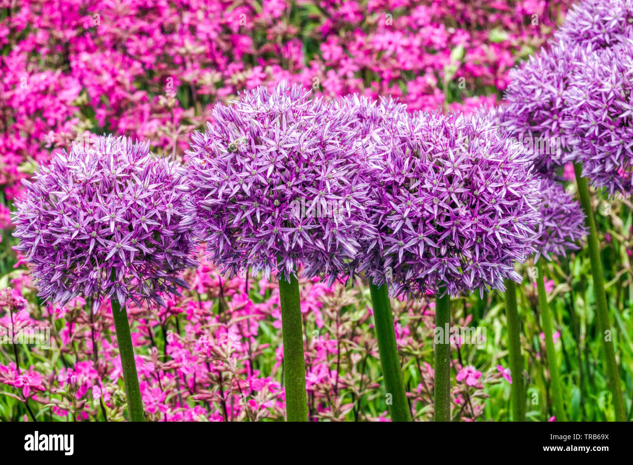 Lila allium globemaster -Fotos und -Bildmaterial in hoher Auflösung – Alamy