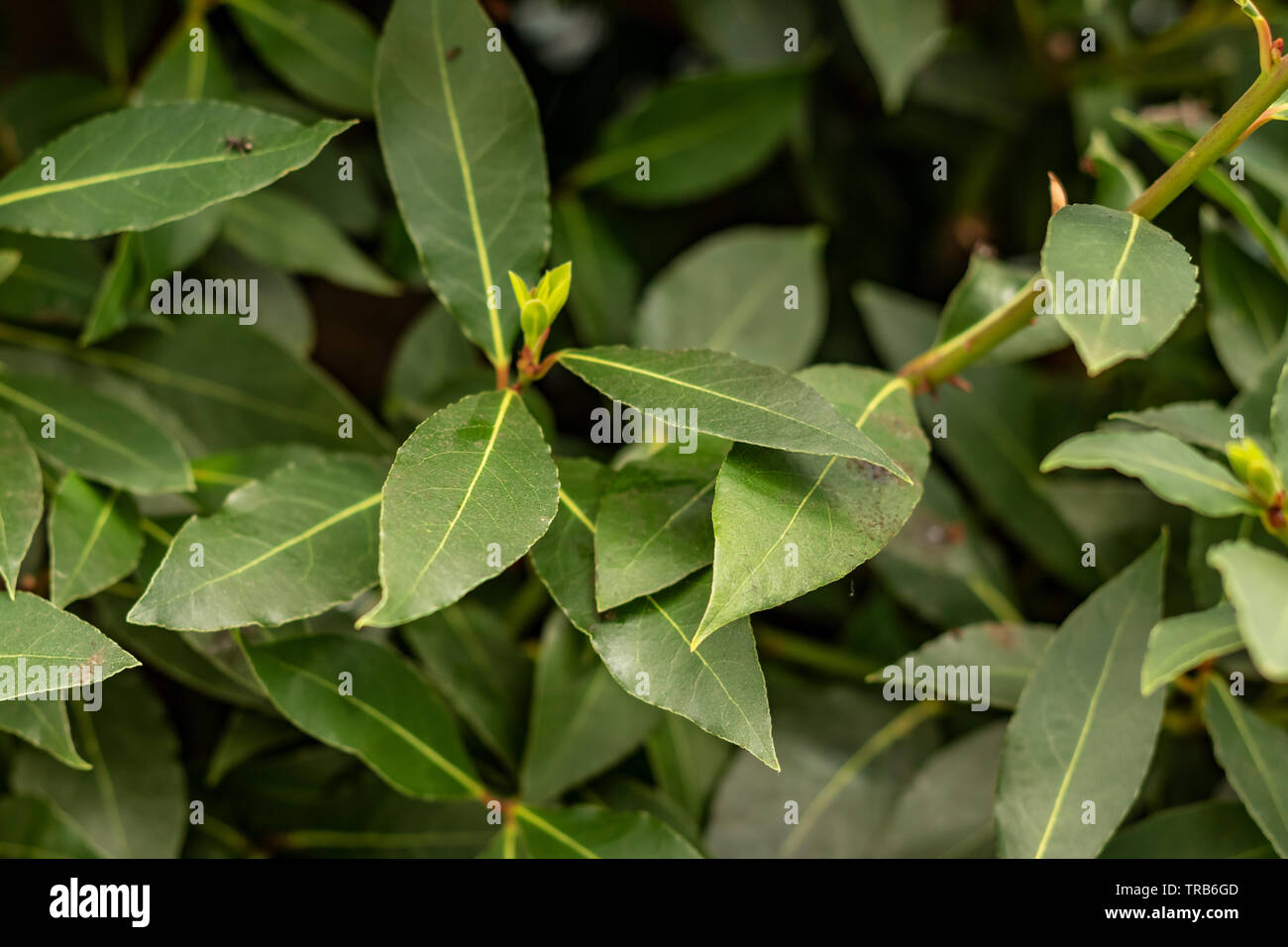 Lorbeerblatt strauch -Fotos und -Bildmaterial in hoher Auflösung – Alamy