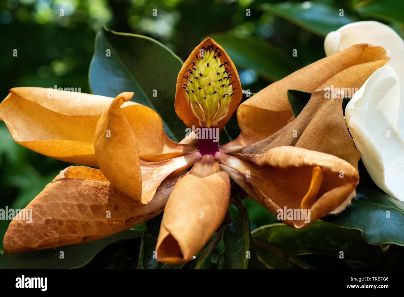 Crowder county park -Fotos und -Bildmaterial in hoher Auflösung – Alamy