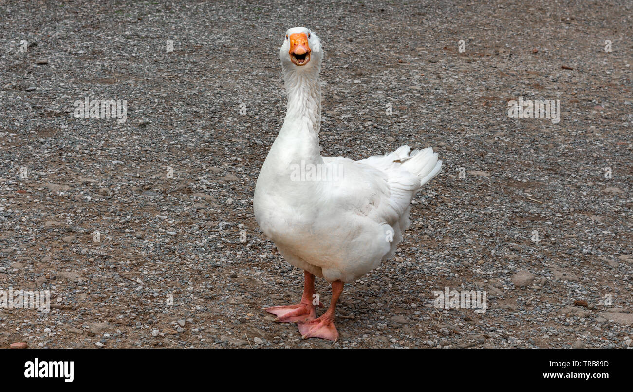 Komischer schnabel -Fotos und -Bildmaterial in hoher Auflösung – Alamy
