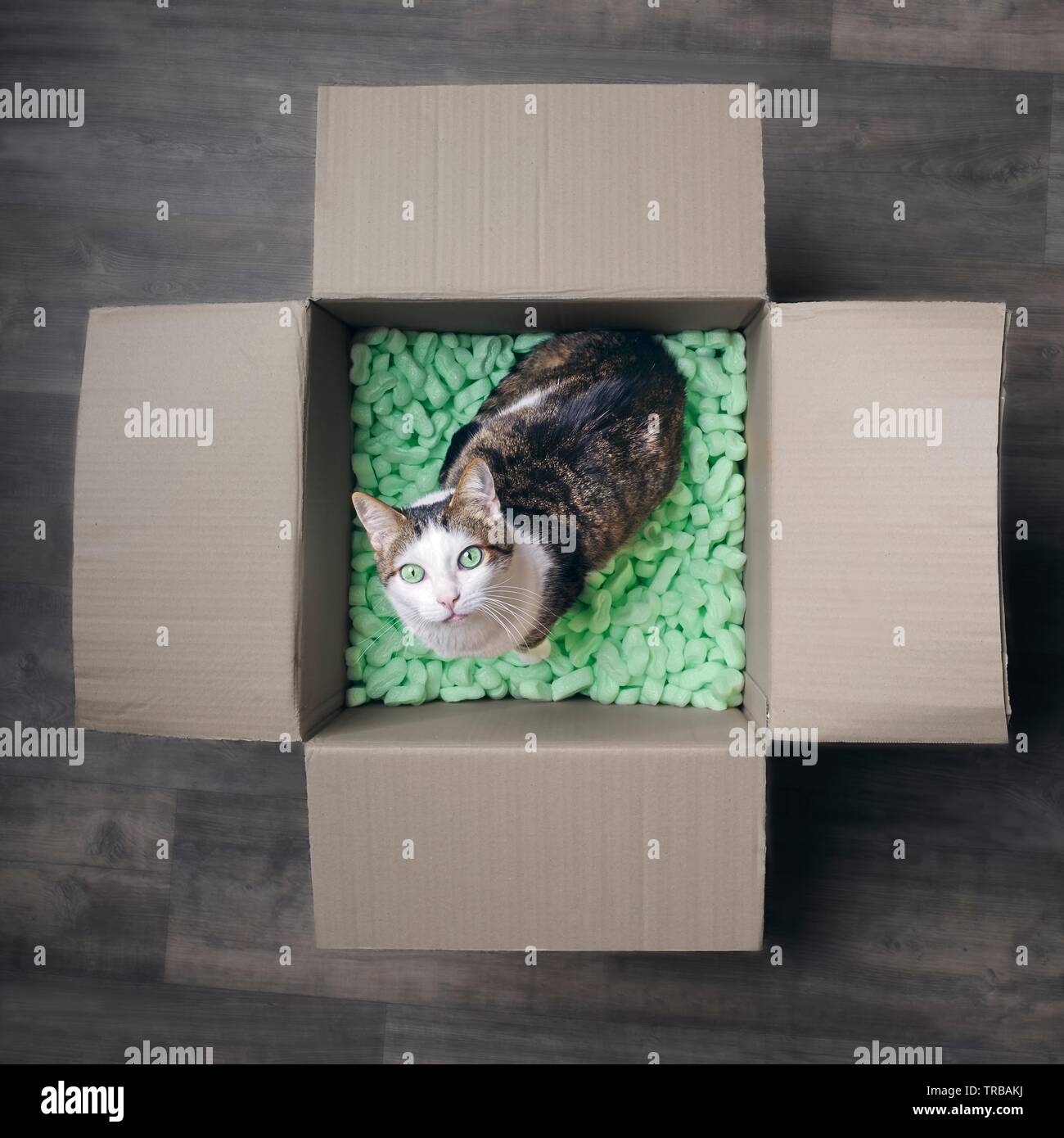 Katze in einer pappschachtel -Fotos und -Bildmaterial in hoher ...