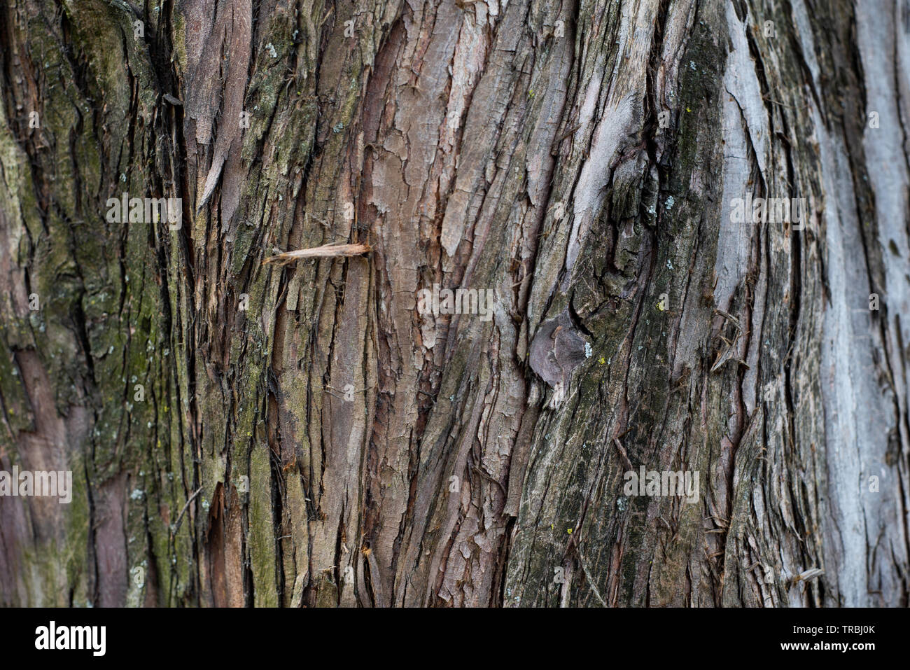 Hellgraue rinde -Fotos und -Bildmaterial in hoher Auflösung – Alamy
