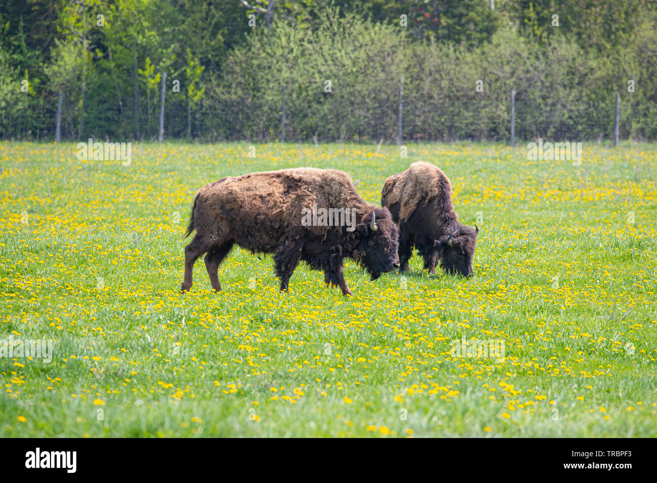 Prairie bull bison -Fotos und -Bildmaterial in hoher Auflösung – Alamy