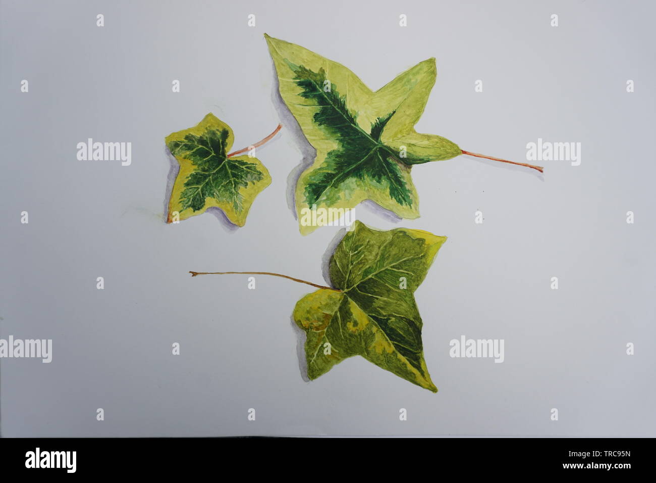 Aquarell efeu -Fotos und -Bildmaterial in hoher Auflösung – Alamy