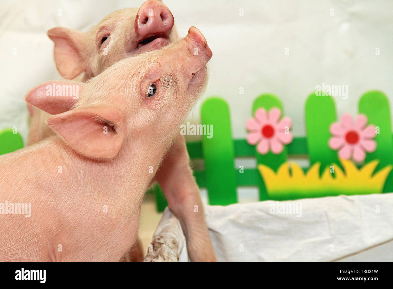 Zwei kleine Rosa Ferkel Spielen im Studio Stockfotografie - Alamy