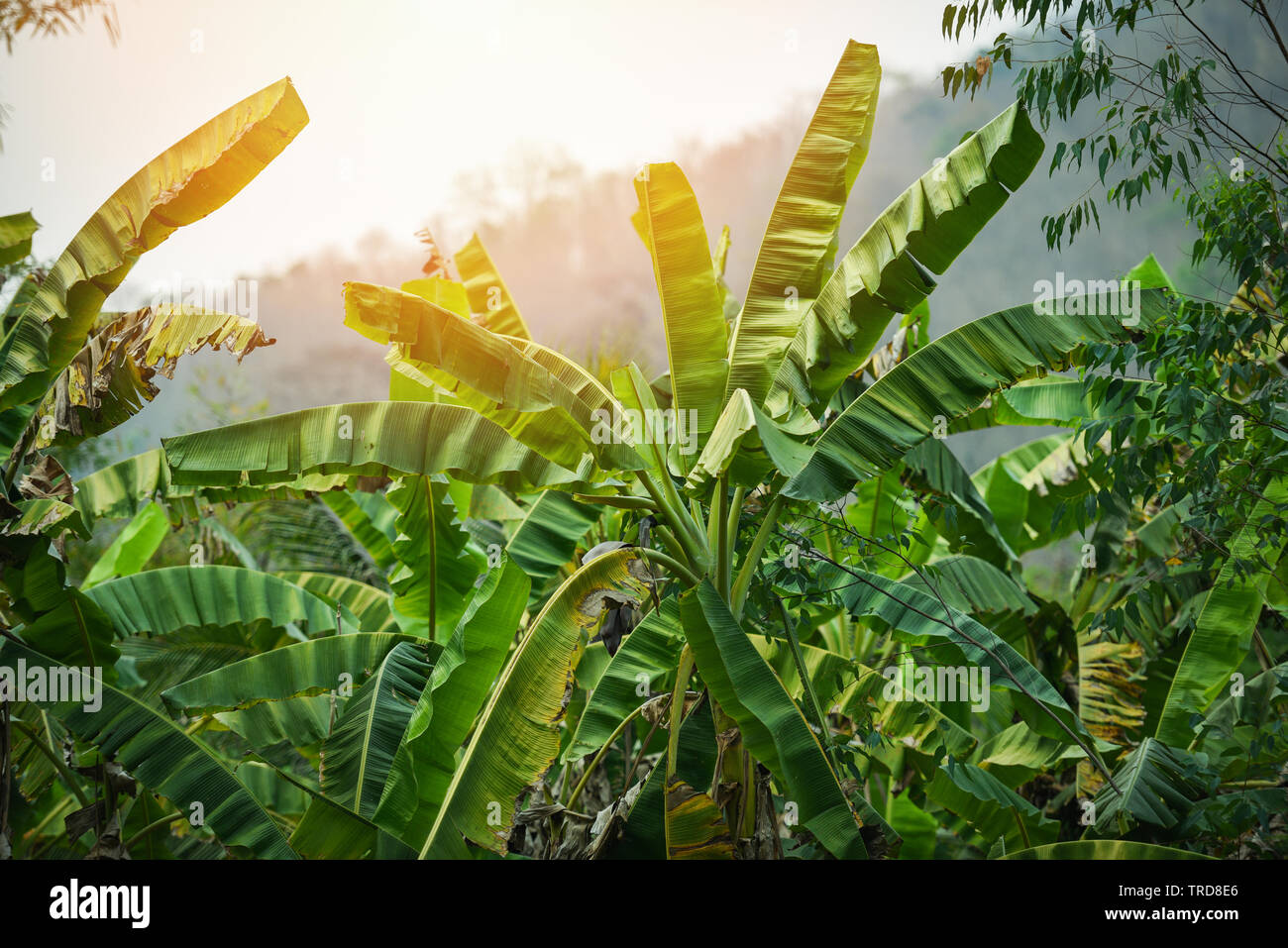 Der bananenbaum -Fotos und -Bildmaterial in hoher Auflösung – Alamy
