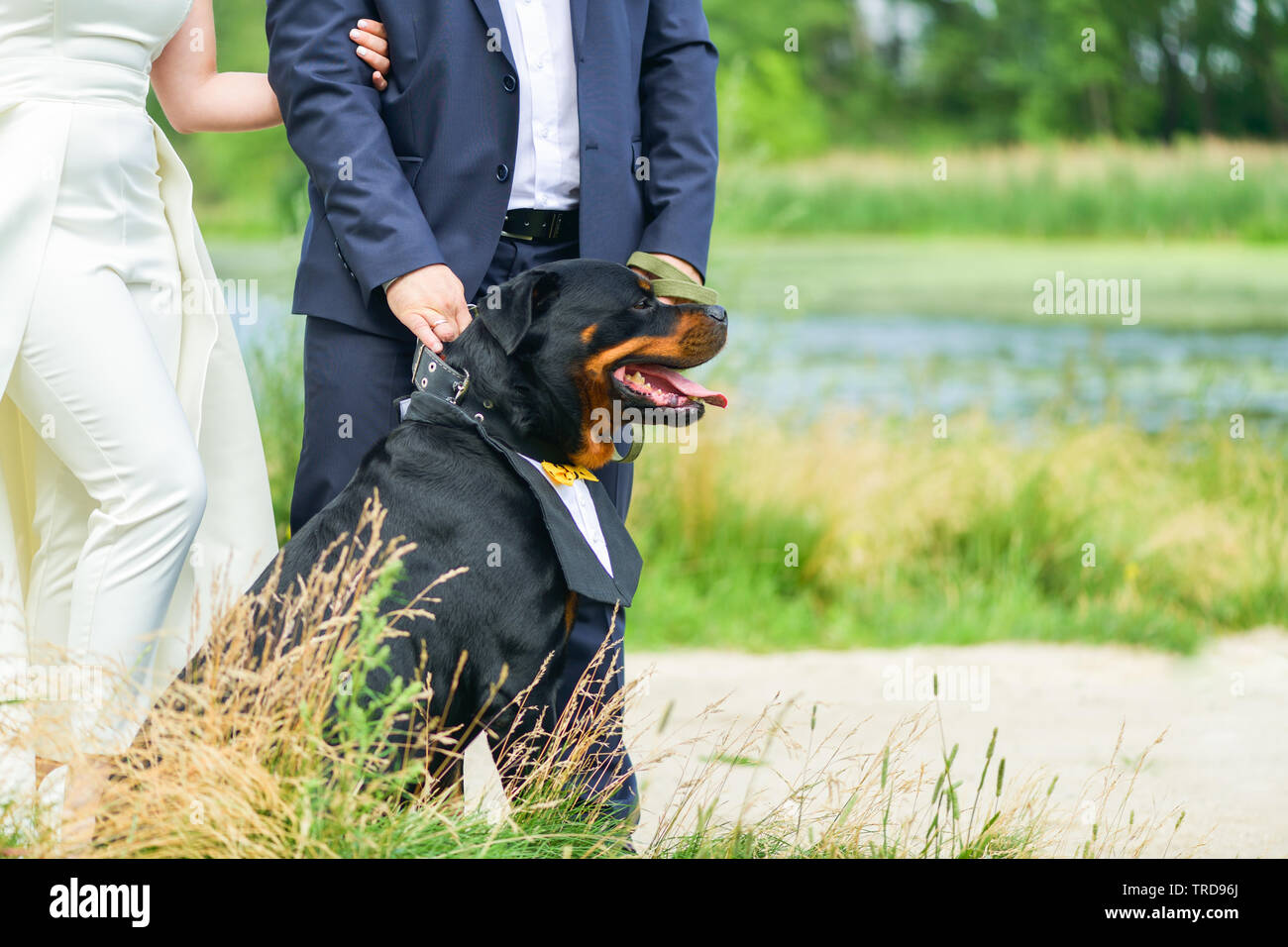 Rottweiler dog walk -Fotos und -Bildmaterial in hoher Auflösung – Alamy