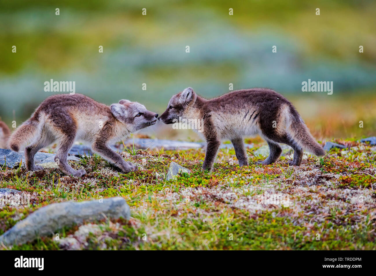 Zwei polar Stockfotos und -bilder Kaufen - Alamy