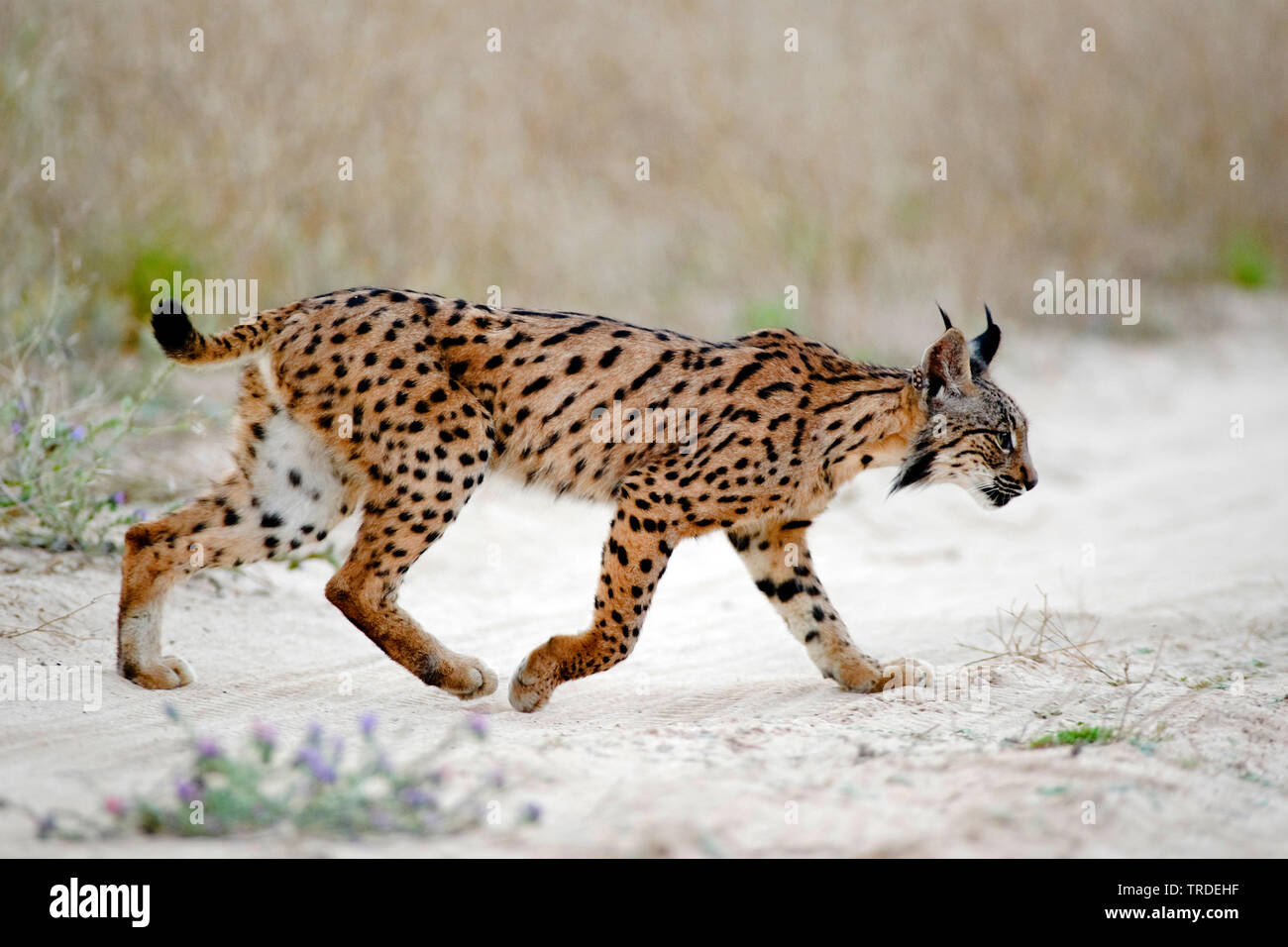 Spanischer luchs luchs pardinus -Fotos und -Bildmaterial in hoher ...